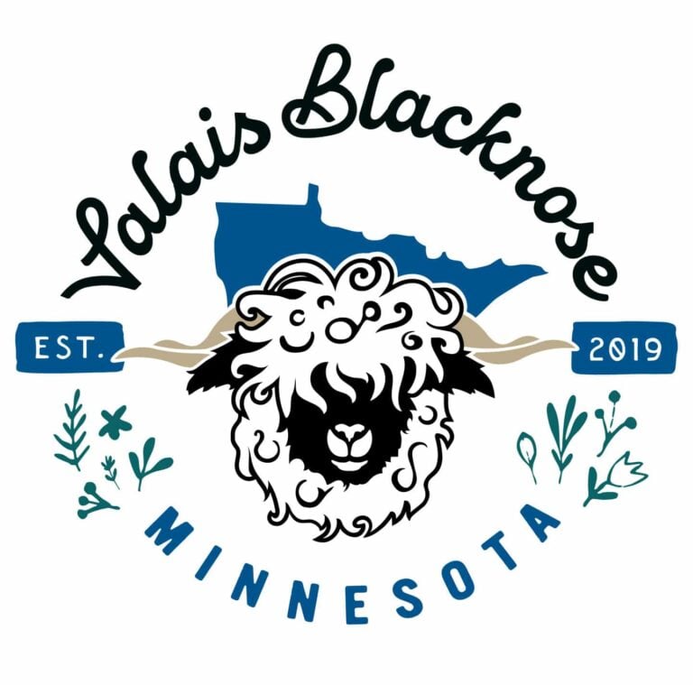 Valais Blacknose Sheep of MN
