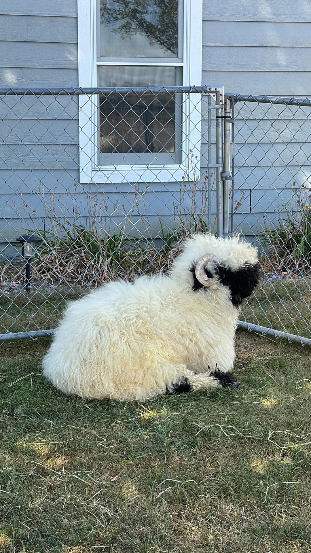 Learn About Our Breeding Program