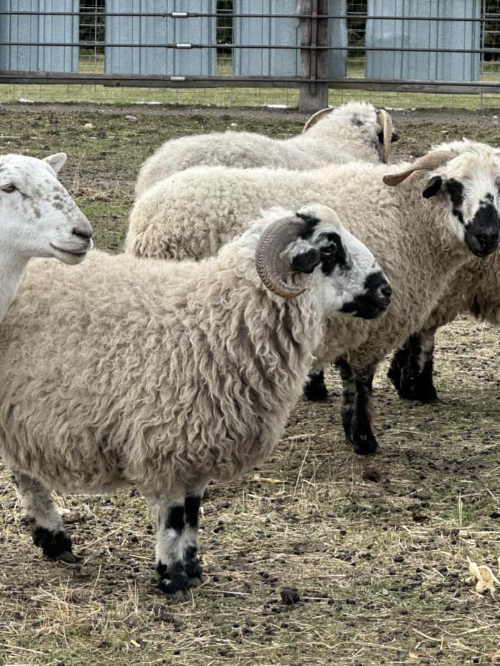 Our Valais Blacknose Ewes: Meet the Mothers