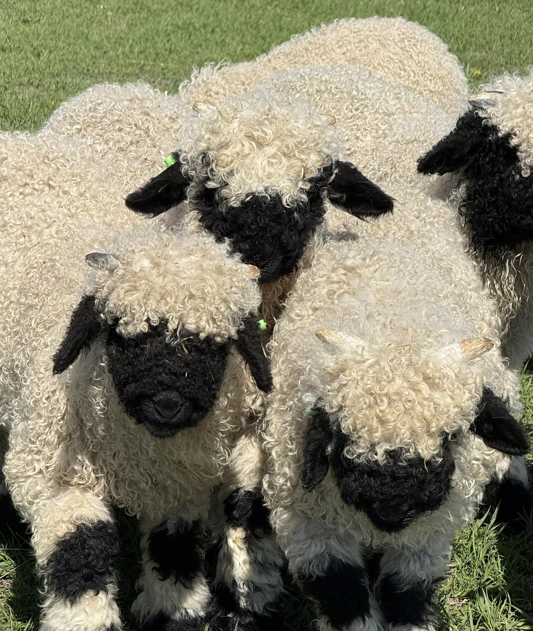 Contact Valais Blacknose Sheep of Minnesota