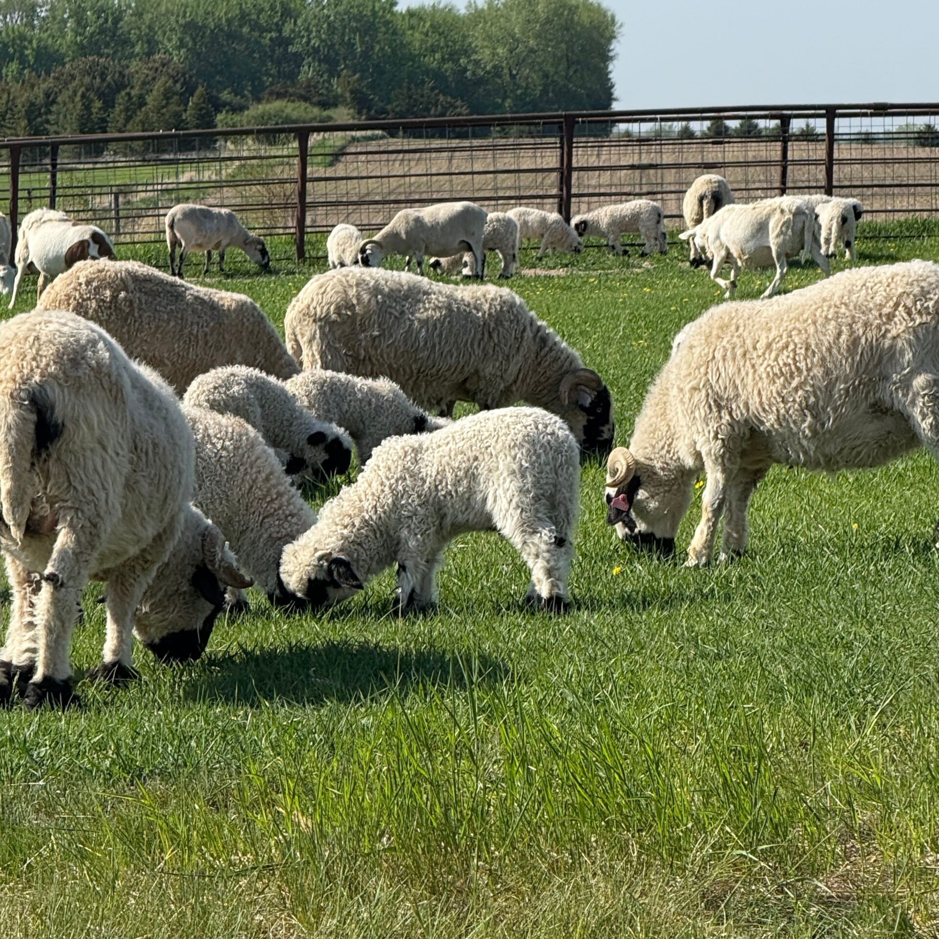 About the Breed: Adorable Valais Blacknose Sheep