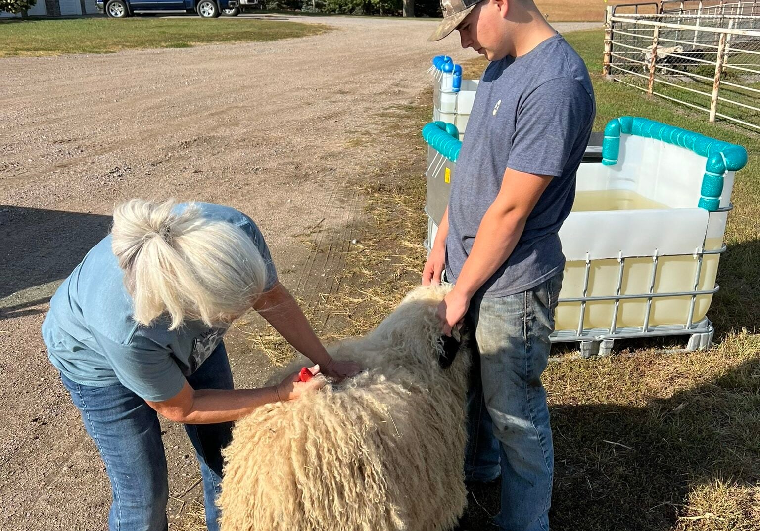 Valais Blacknose Sheep of MN